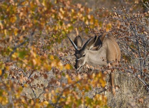 Female Greater Kudu Woodland Antelope Africa Namibia Stock Image