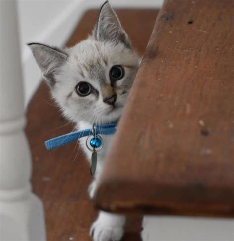 Catnip Overdose Cute Cats HQ Pictures Of Cute Cats And Kittens Free Pictures Of Funny Cats