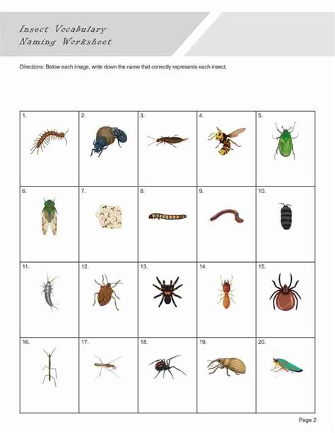 Insect Vocabulary Naming Worksheet Editable Fillable Printable Pdf