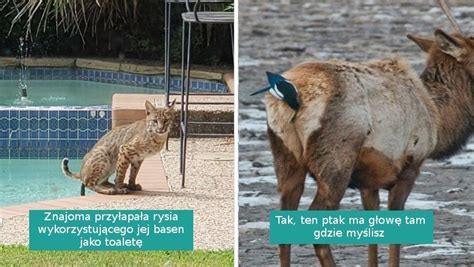 16 nieudanych fotografii dzikiej przyrody z gatunku tak złe że aż dobre