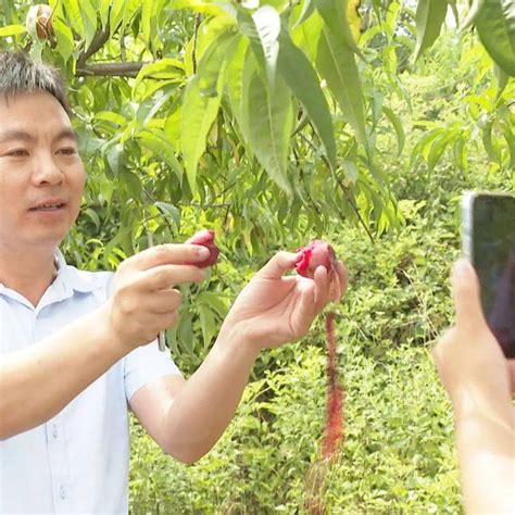 村支书网络直播 助力桃子销售 黄鑫 畈村 种植