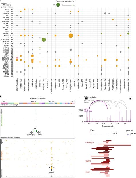 Recurrently Affected Boundaries In Specific Cancer Types A Recurrently