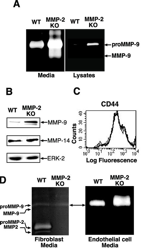 Mmp 9 Expression And Activity Is Up Regulated In Mmp 2 Lymphocytes Download Scientific