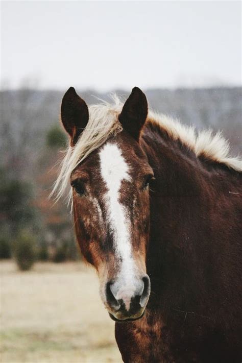 Girly Me Horses Pretty Horses Beautiful Horses