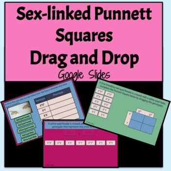 Sex Linked Genetics Drag And Drop Google Slides By Hey Now Science