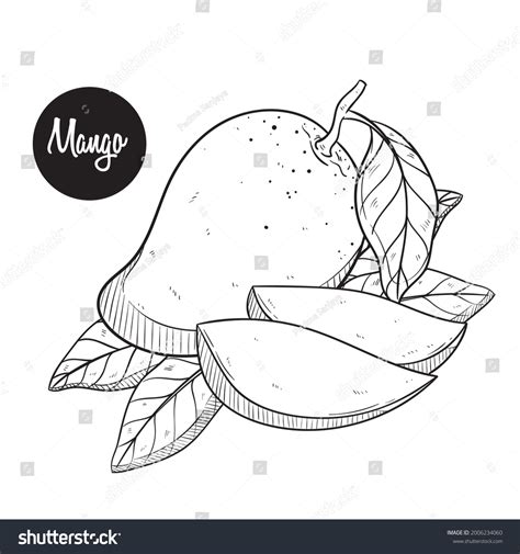 Fresh Mango Sketch Hand Drawing Vector Stock Vector Royalty Free