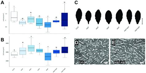 Leaf Phenotypic Analyses Of Wip Mutants At 30 Dag A Leaf Area Of Wip