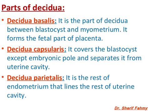 Decidua And Chorionic Velli General Embryology
