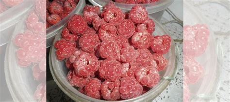Саженцы малины купить в Ульяновске | Товары для дома и дачи | Авито