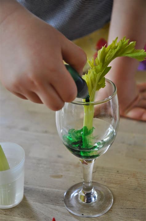 Celery Science Capillary Action Celery Science Capillary Action