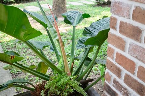Premium Photo Air Purifying Plants For Home
