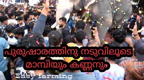 മാമ്പിയും കണ്ണനും ഒരു കിടിലൻ എൻട്രി 🔥🔥🔥 #mambi - YouTube