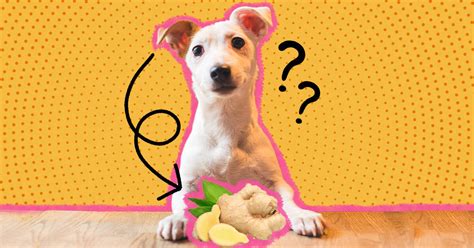 How Can You Feed Your Dog Ginger
