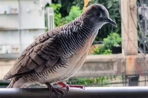 6 Jenis Burung Perkutut Katuranggan Yang Banyak Diburu Kung Mania