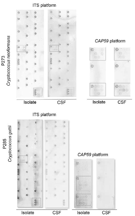 Representative Results Of Cryptococcus Identification By Dna Microarray