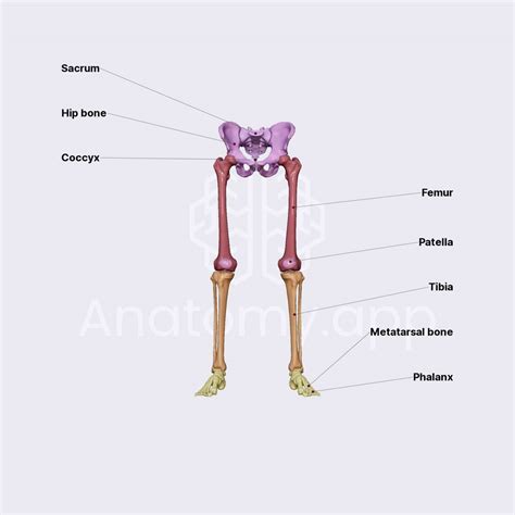 Skeleton Of The Lower Limb Overview Anatomyapp
