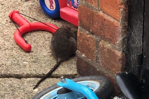 Residents Scared To Step Outside As Rats Terrorise Mansfield Street