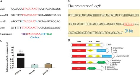 Structural Analysis Of Crfp Homologous Proteins In Streptococcus A Download Scientific Diagram