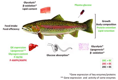 Summary Of The Effect Of Dietary Starch Content On The Various Analysed