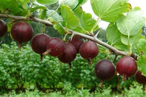 Крыжовник Сириус: описание сорта, посадка и уход, отзывы и фото