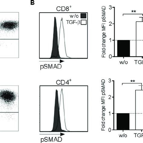 Transforming Growth Factor Tgf β Induces Small Mothers Against