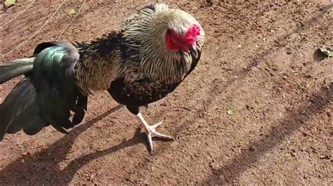 Kuv Cov Qaib 2018 Youtube