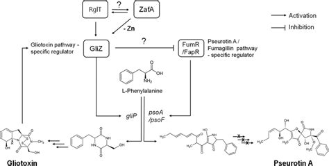The Proposed Regulatory Model Of Pseurotin A Biosynthesis By Zafa And