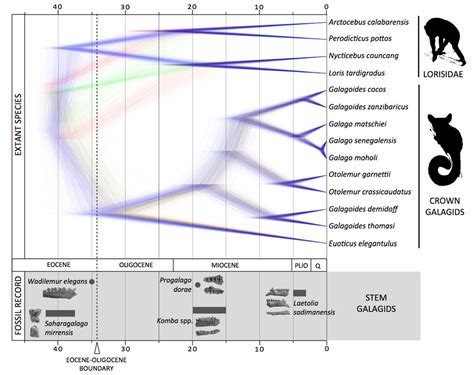 Primate Phylogenetic Tree