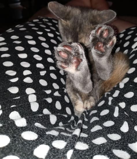 Tiny Toe Beans Rtoebeans