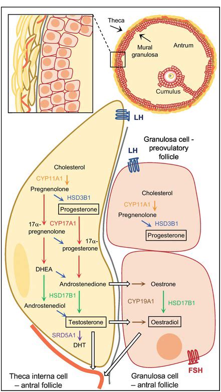 The Ovary A General Overview Of Follicle Formation And Development