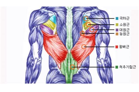 등 광배 몬스터짐