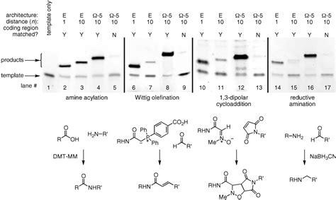 Two Enabling Architectures For Dna‐templated Organic Synthesis