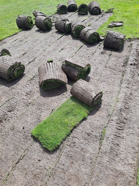 Green Rectangular Korean Lawn Grass At ₹ 9sq Ft In Pune Id 24012346662