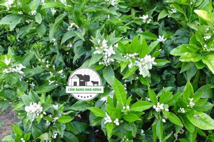 Hướng dẫn cách tăng cường ra hoa bằng KNO3