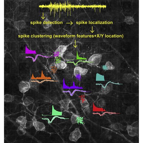Unsupervised Spike Sorting For Large Scale High Density Multielectrode Arrays Cell Reports