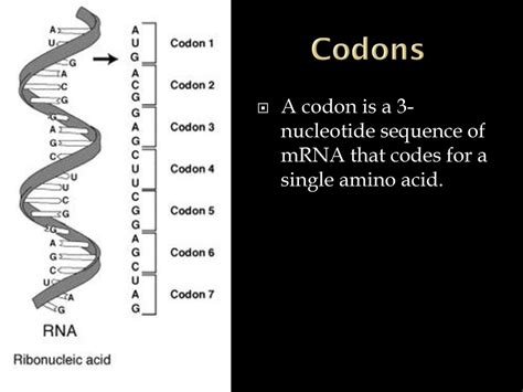 Translation Rna Protein Ppt Download