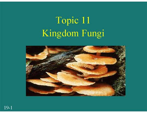 Topic 11 Fungi As You Study Your Lecture Notes For The Upcoming Exam Think About How These