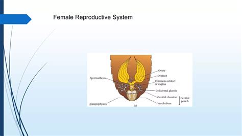 Cockroach Pptx Birds Pets