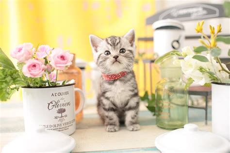 猫咪的睡觉位置，原来代表这些，你家猫喜欢睡在哪里？ 知乎
