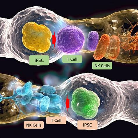 Ipsc Based Gene Therapy Applications And Challenges