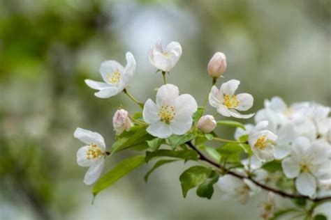 The Sugar Tyme Crabapple Tree Minneopa Orchards