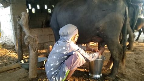 Buffalo Milk Buffalo Milking Videomilkingbuffalo Buffalomilking