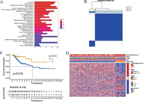 Kegg Pathway Analysis Of Degs Between Two M⁶alncrna Clustering Patterns