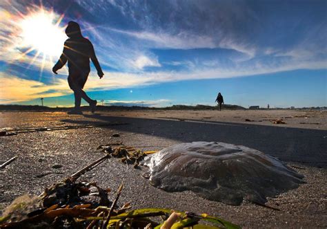 Aparece Medusa Gigante En Una Playa De Massachusetts En EE UU