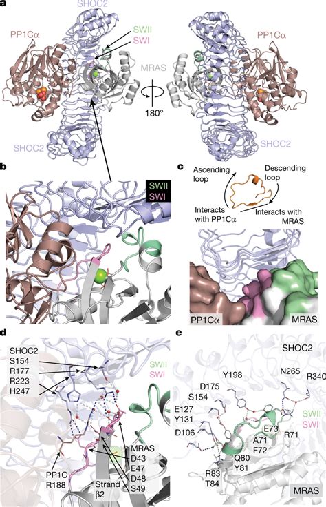 Shoc2 Mras Pp1cα Interfaces Include Polar Contacts And Coordinated Download Scientific Diagram
