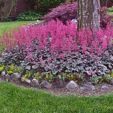 Partial Shade Plants A Guide To Choosing And Growing