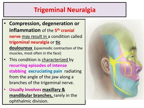 Ppt Nerve Supply Of Face 5 Th And 7 Th Cranial Nerves Powerpoint Presentation Id340106 Ppt Nerve Supply Of Face 5 Th And 7 Th Cranial Nerves Powerpoint Presentation Id340106