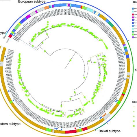 The Phylogenic Tree Of 243 Tbev Strains The Red Triangle Indicates The