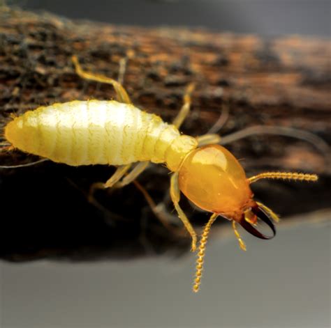Signs Of A Termite Infestation Gis User Technology News