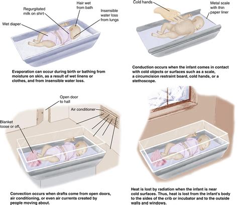 The Normal Newborn Adaptation And Assessment Nurse Key